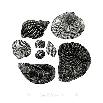 Solent Seashells – Kay A Brown